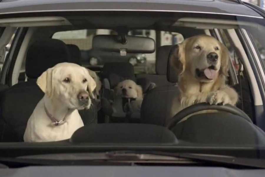 What is the Dog’s Name in the Subaru Forester Commercial?