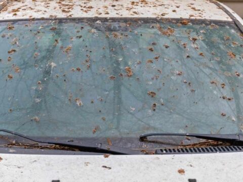 How to Clean Bird Poop From Car Windshield? (Explained)